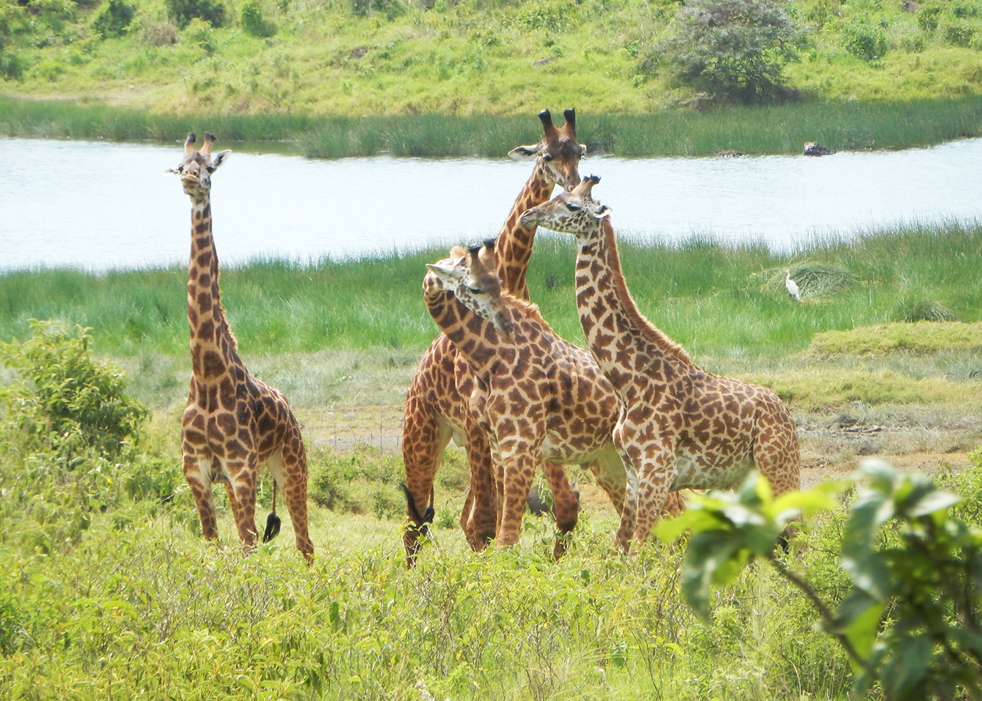 Tanzania Safari: Migration over the Mara River | Sierra Club Outings