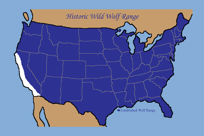 European Wolf Range