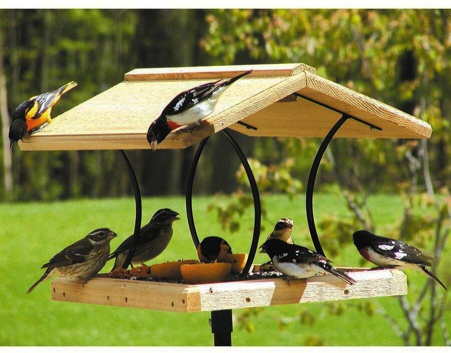 Birds | Sierra Club