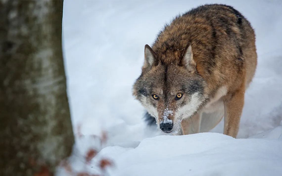 How wolves and mountain lions might slow the spread of chronic wasting ...