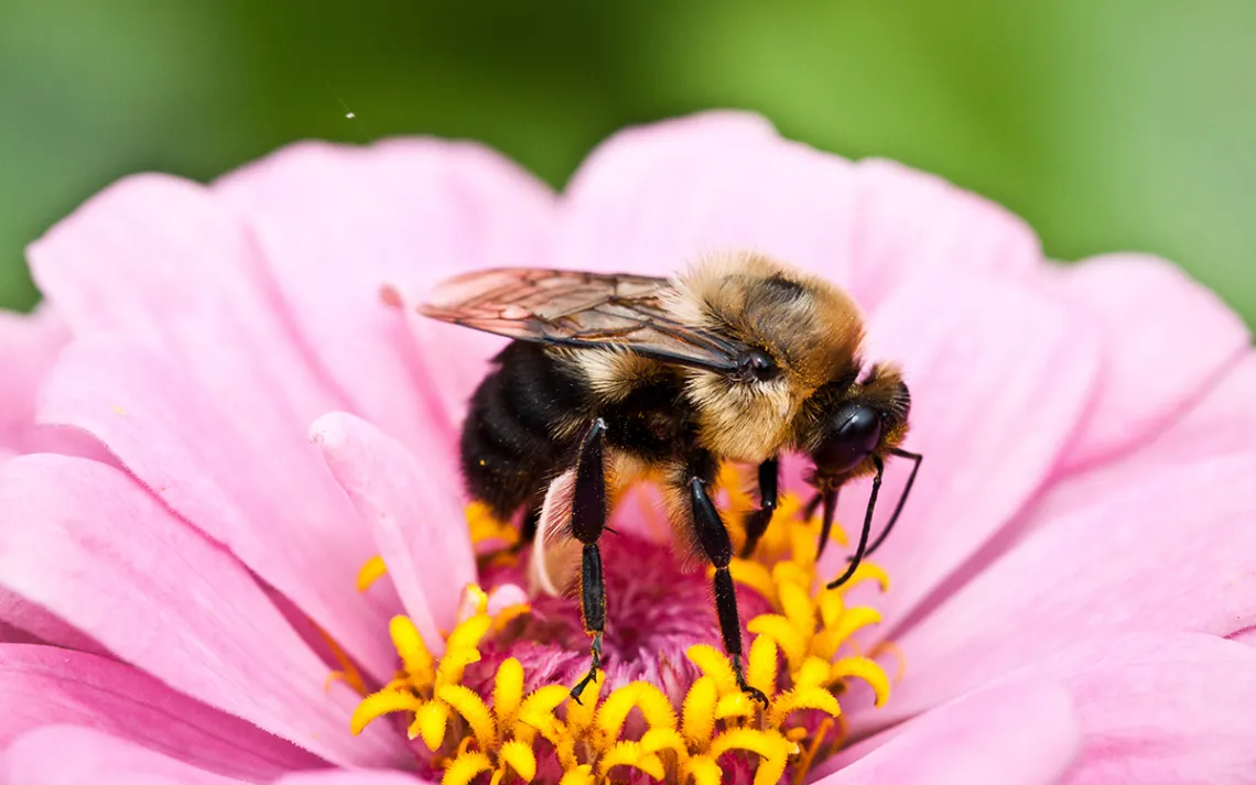The Mysterious Death of the Bumblebee Queens | Sierra Club