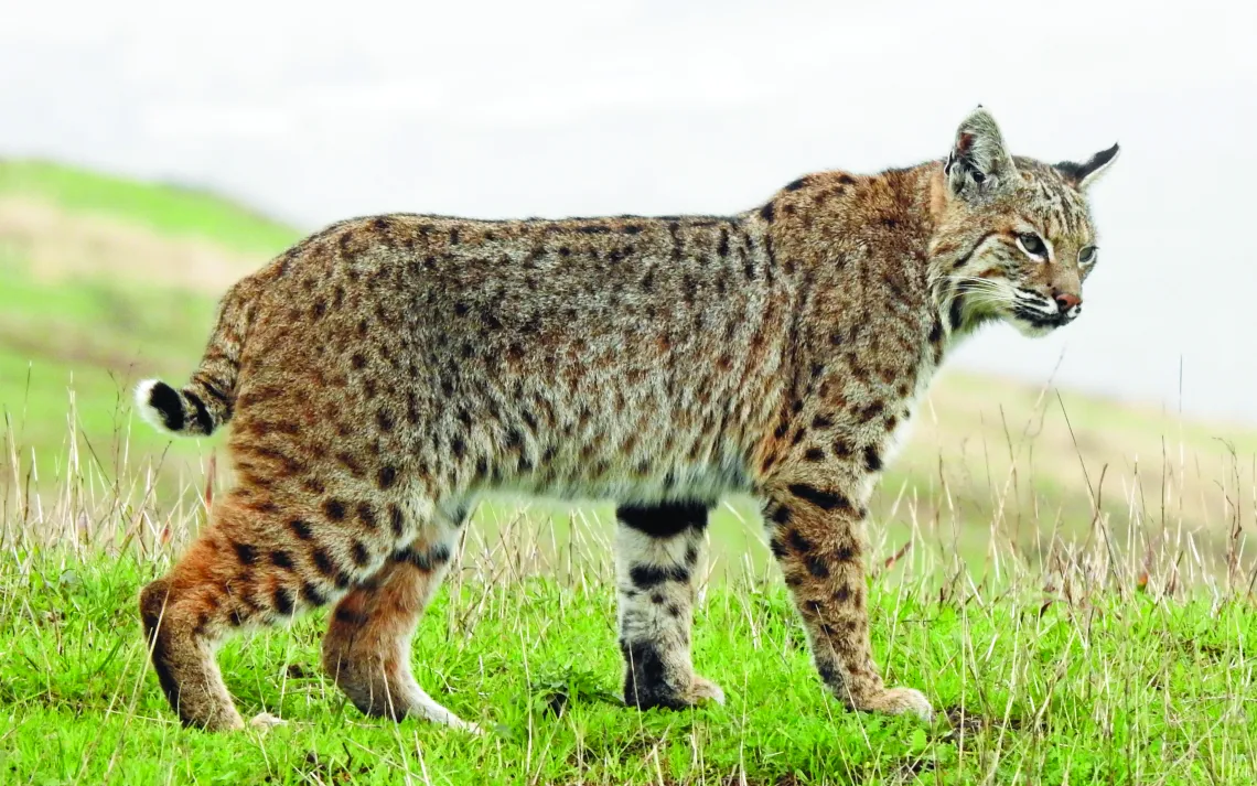 Spring Photo Highlight: Bobcat on the Prowl in Point Reyes | Sierra Club