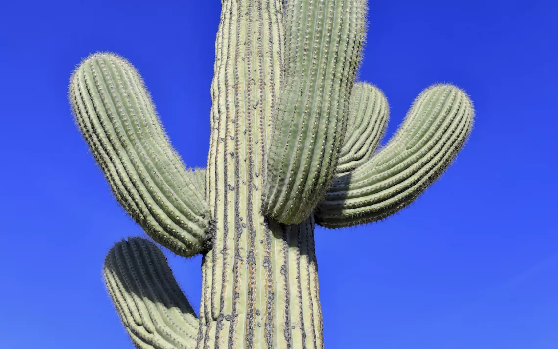 Un cactus saguaro puede tardar 50 años en crecerle un brazo/It Can Take ...