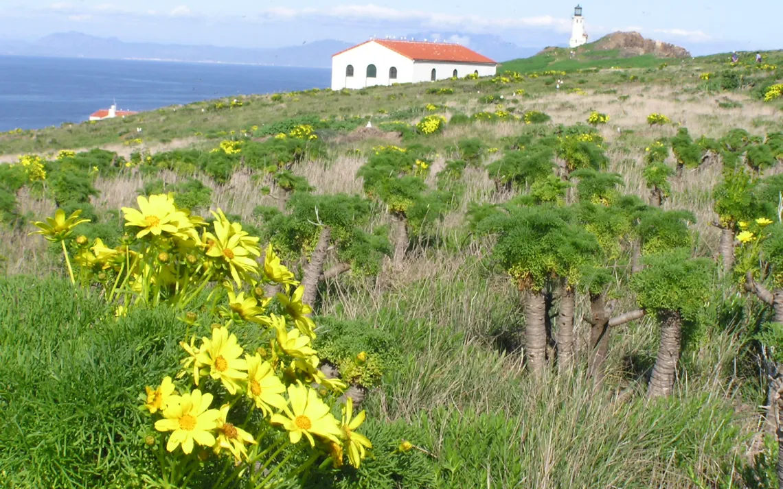 Channel Islands WILD Sierra Club Channel Islands WILD Sierra Club