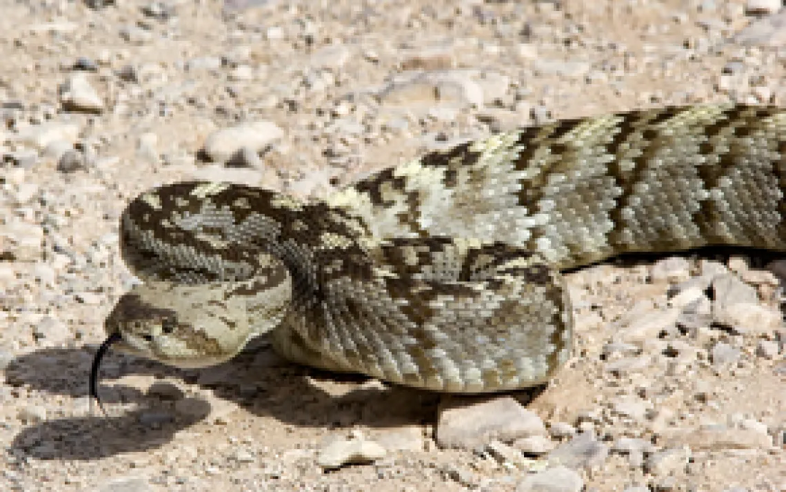 Bay Area Sierra Club Meeting: About Texas Snakes | Sierra Club