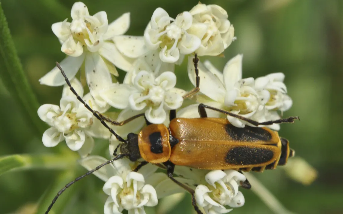 Soldier Beetles | Sierra Club