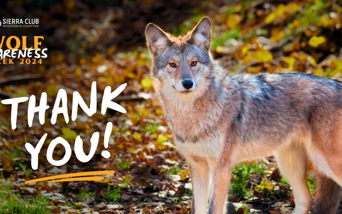 2024 Wolf Awareness Week Wrap Up | Sierra Club