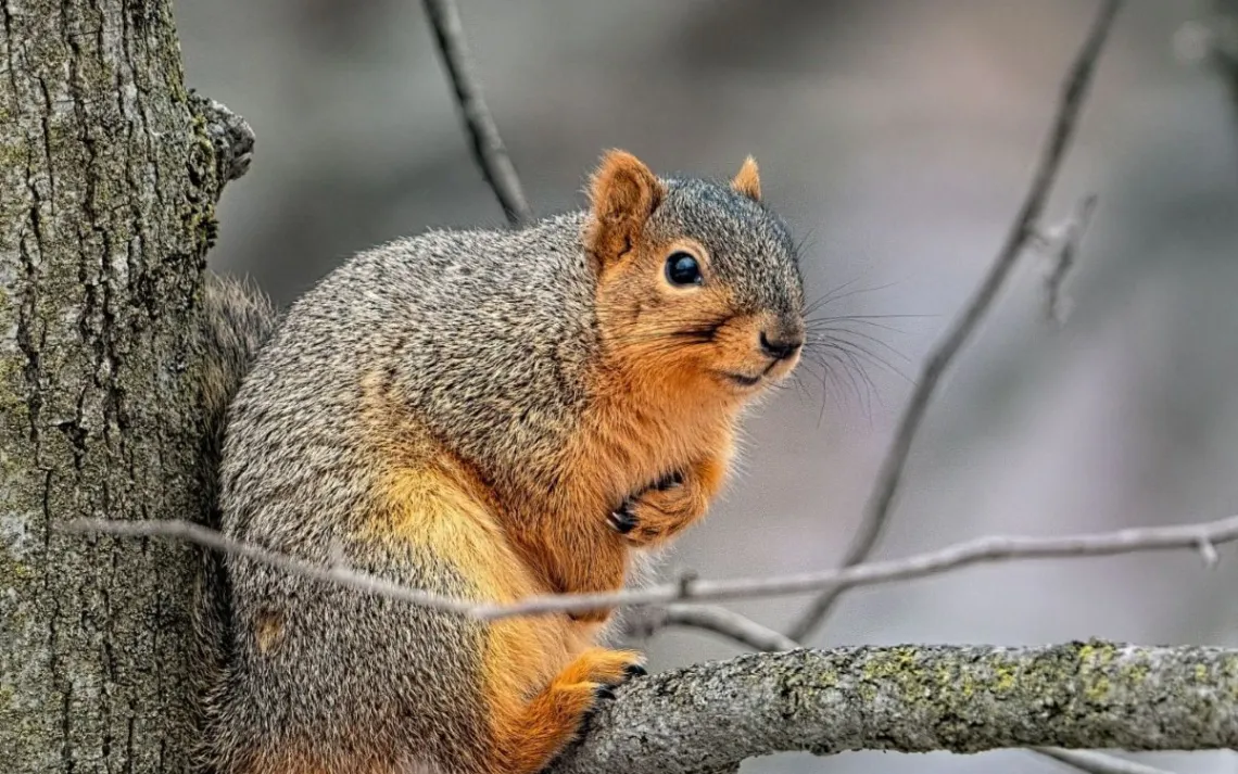Michigan Land Preservation Toolkit | Sierra Club
