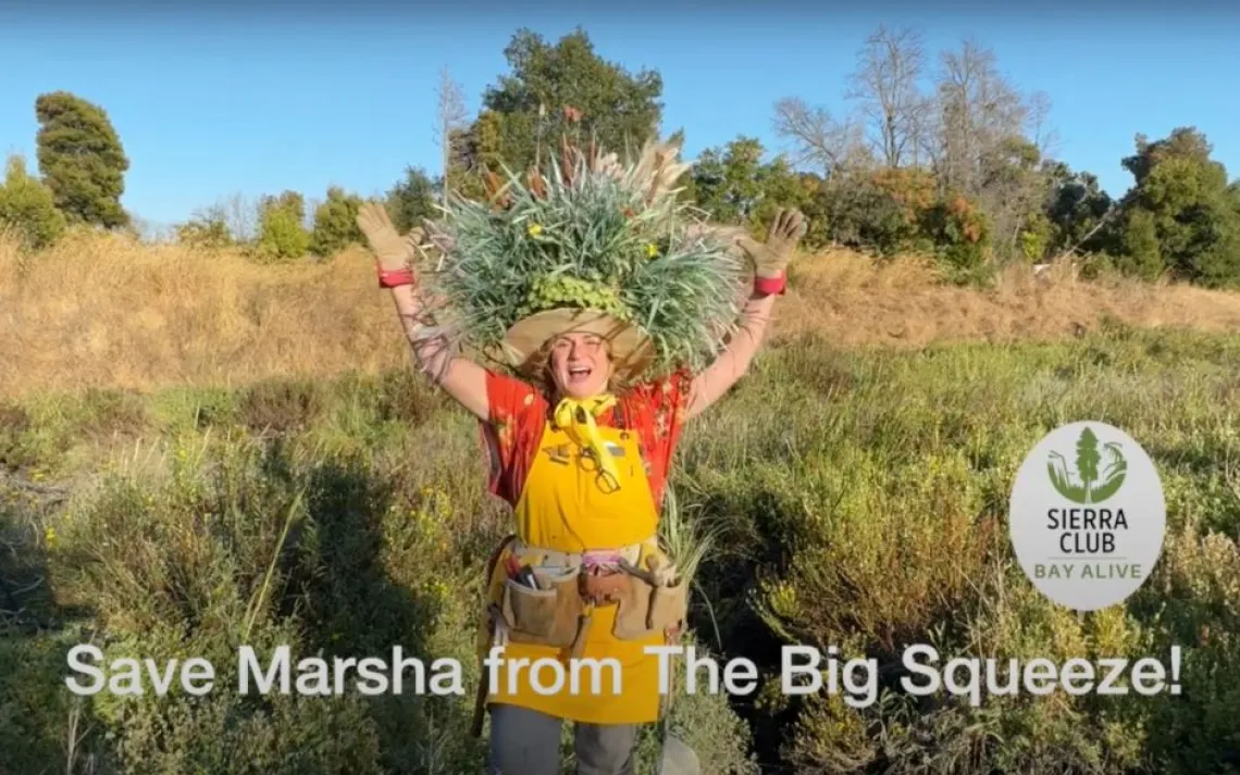 Will you Help Save our Marshlands from Sea Level Rise? | Sierra Club