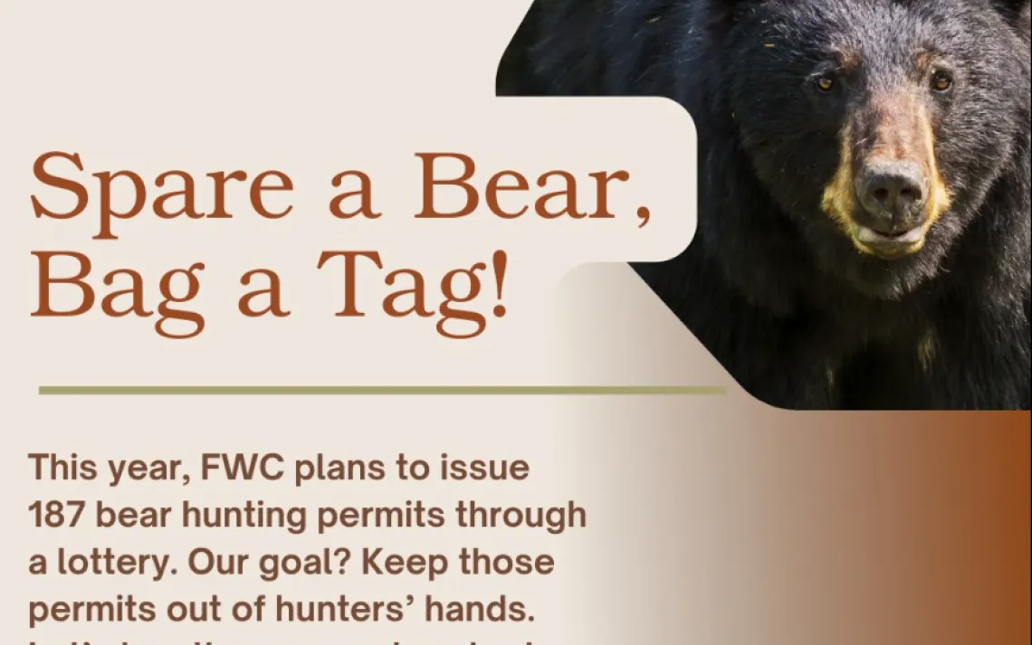 Save FL Black Bears: Bag a Tag and Spare a Bear! | Sierra Club