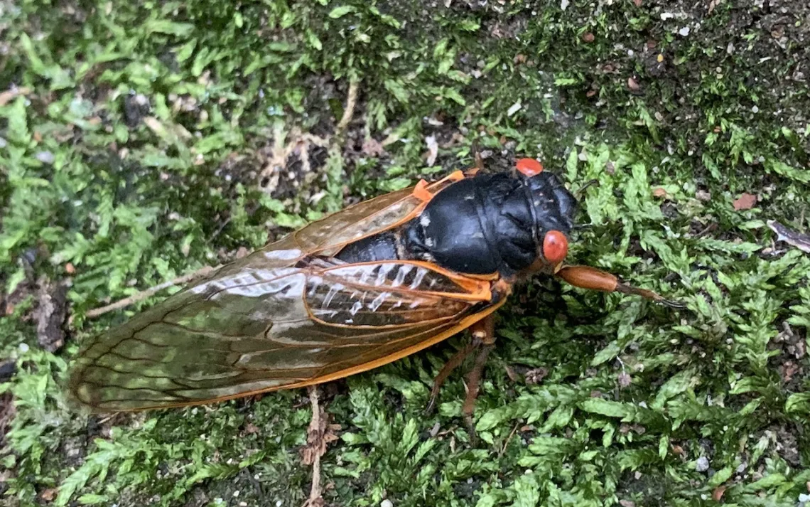 Cuando cantan las chicharras/When the cicadas sing | Sierra Club
