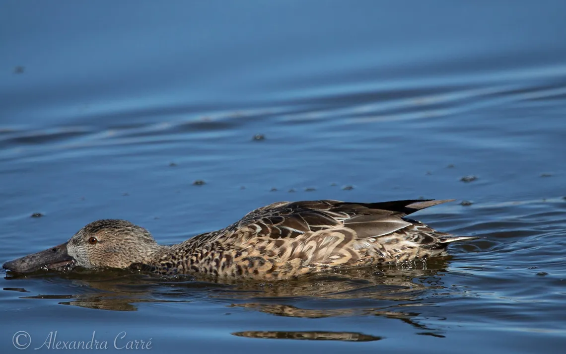Duck, Henderson, Nevada | Sierra Club