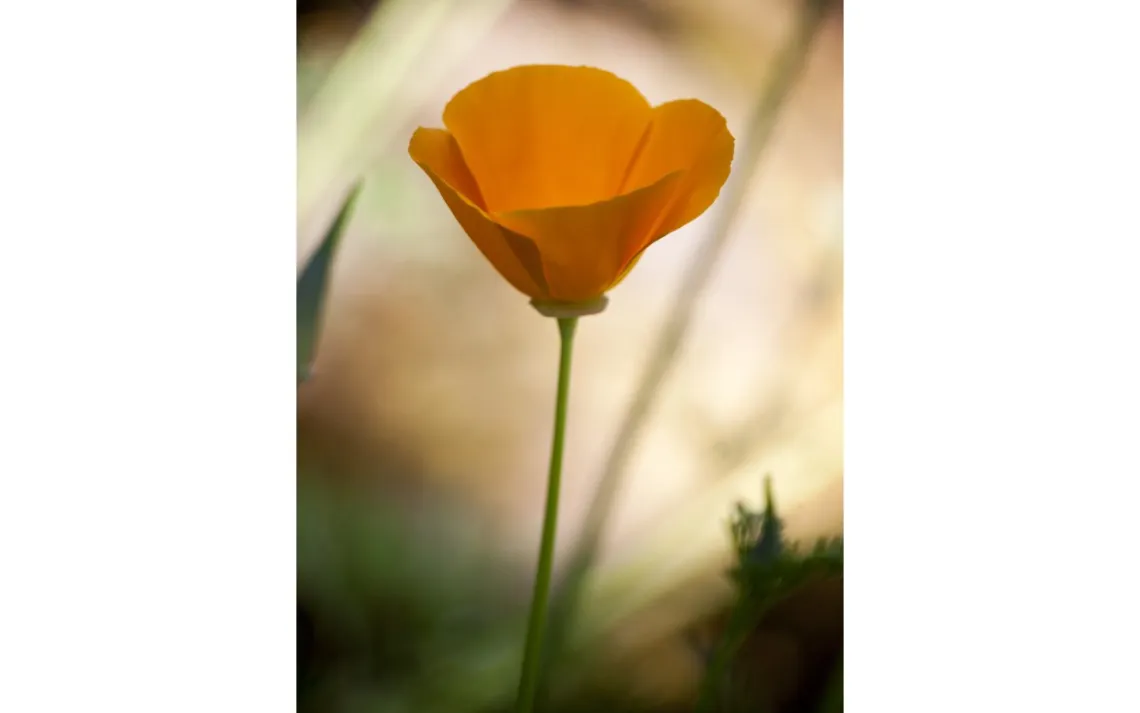 California Poppy | Sierra Club
