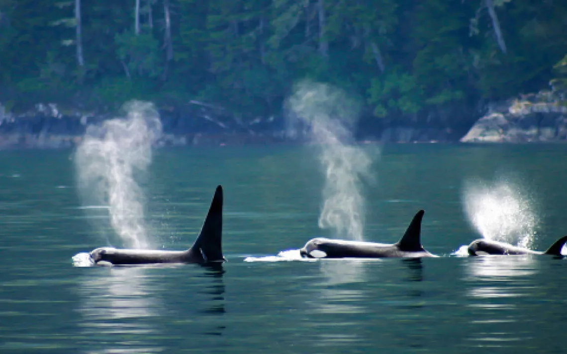 The Pace Quickens for Decisions to Save Snake River Salmon, Remove Dams ...