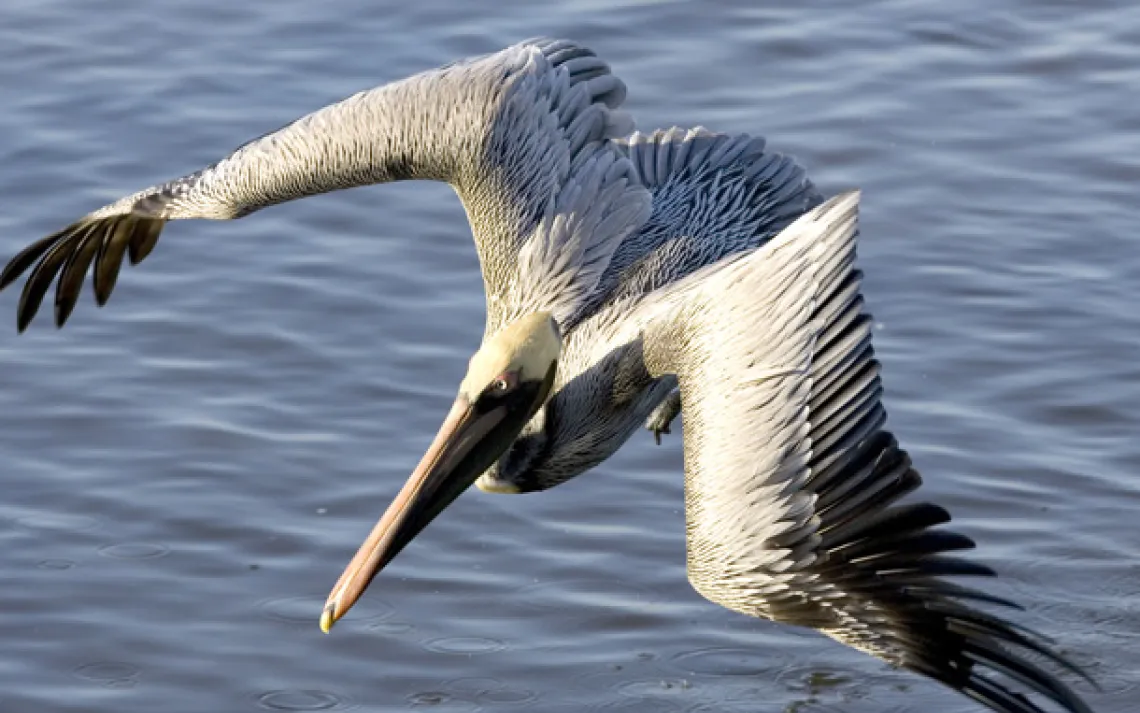 Thanks for the Brickbat, Tribune... | Sierra Club
