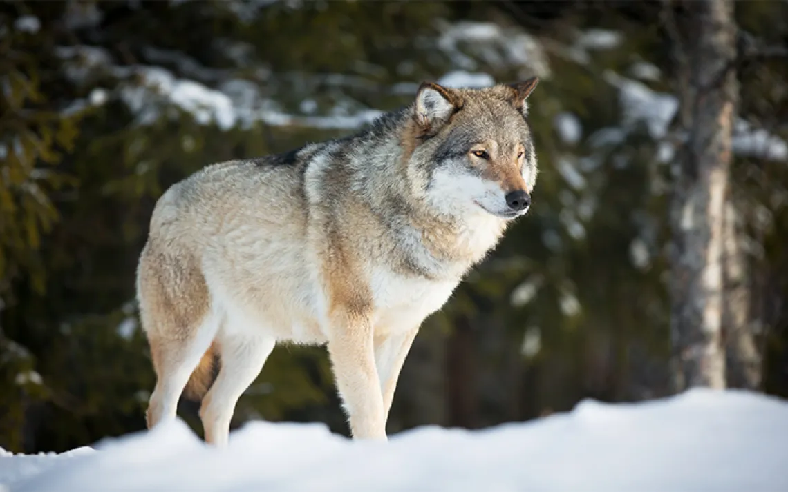 The Republican War on Critters | Sierra Club