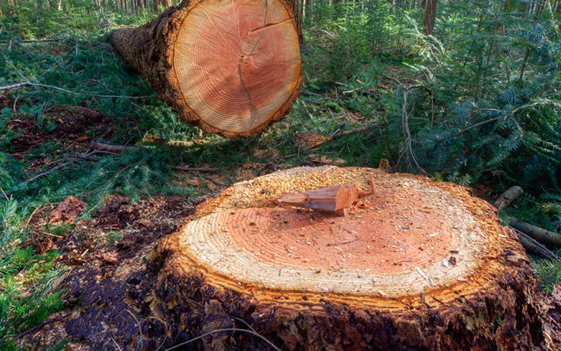 Beware the “Danger Tree” | Sierra Club
