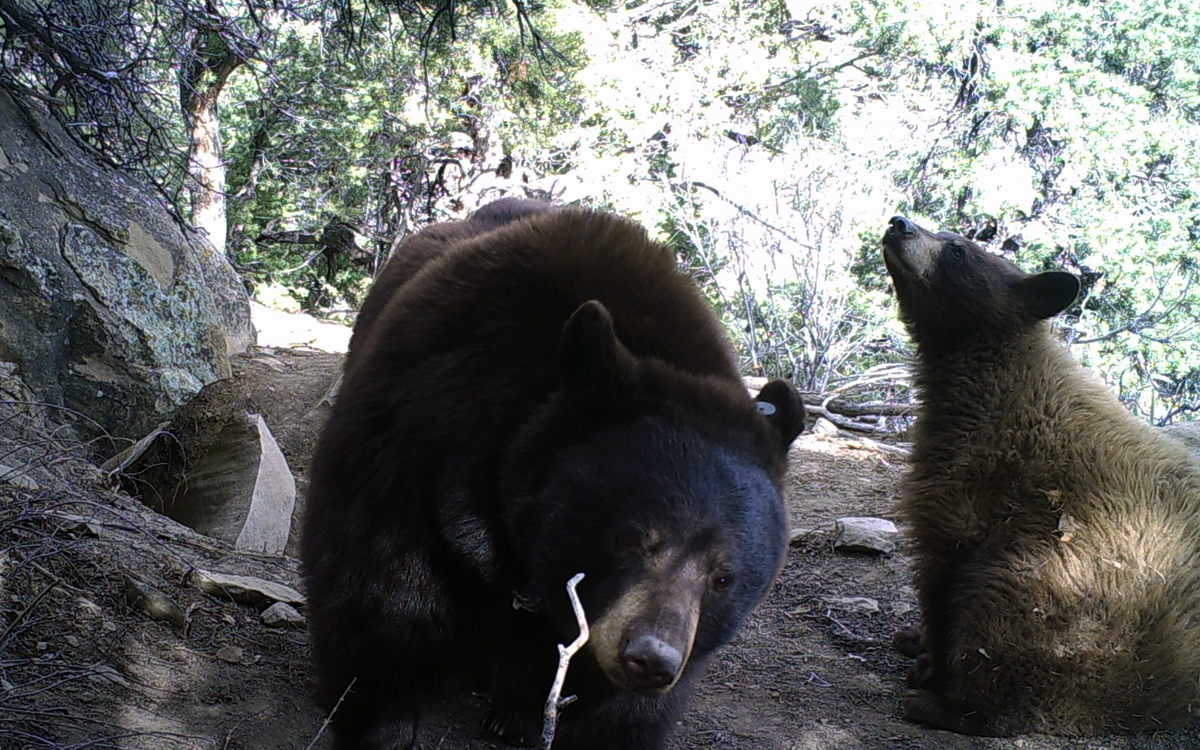 A Bear for All Seasons | Sierra Club