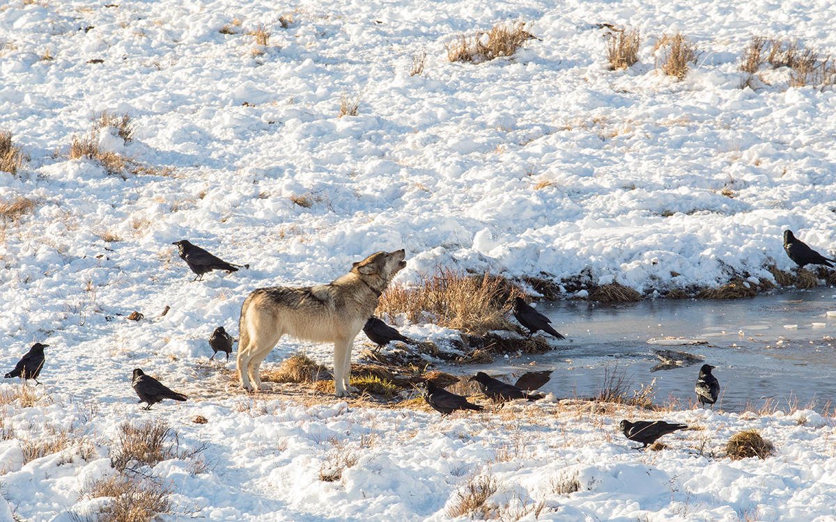 In Colorado, Wolves Are on the Ballot | Sierra Club
