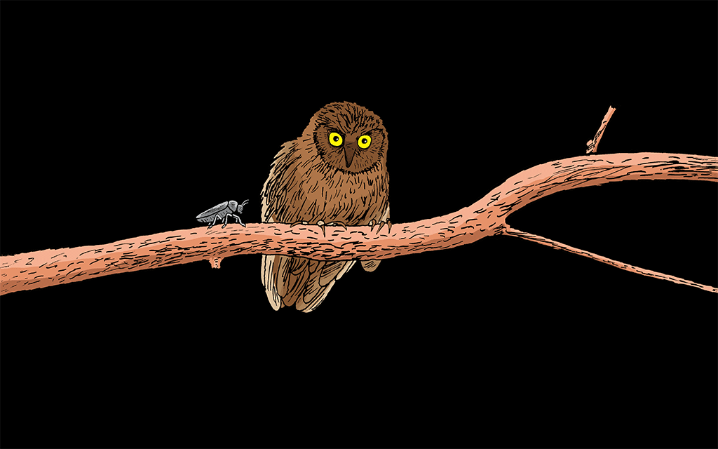 Owl Gif Brand Identity For Giant Owl Productions By Alphabetical