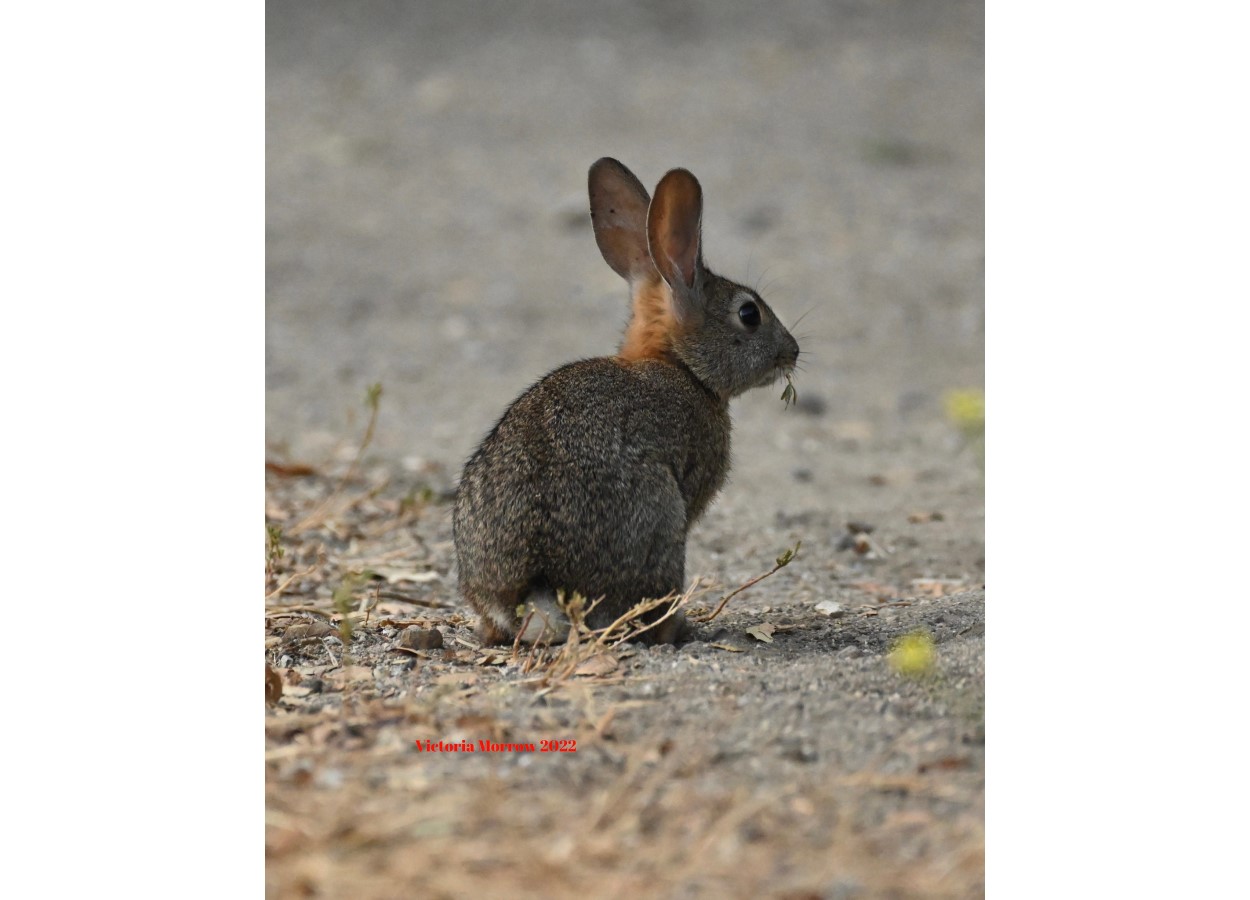 Cottontail Rabbit, Avila Beach, California | Sierra Club