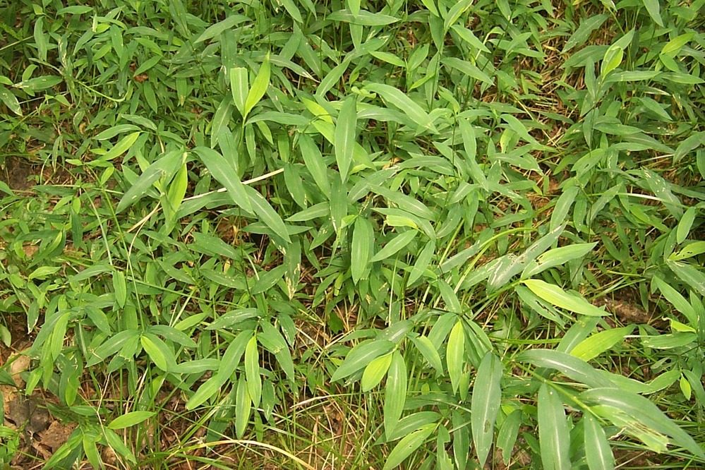 Invasive Plant Reduction by Deer Population Control-One Story | Sierra Club
