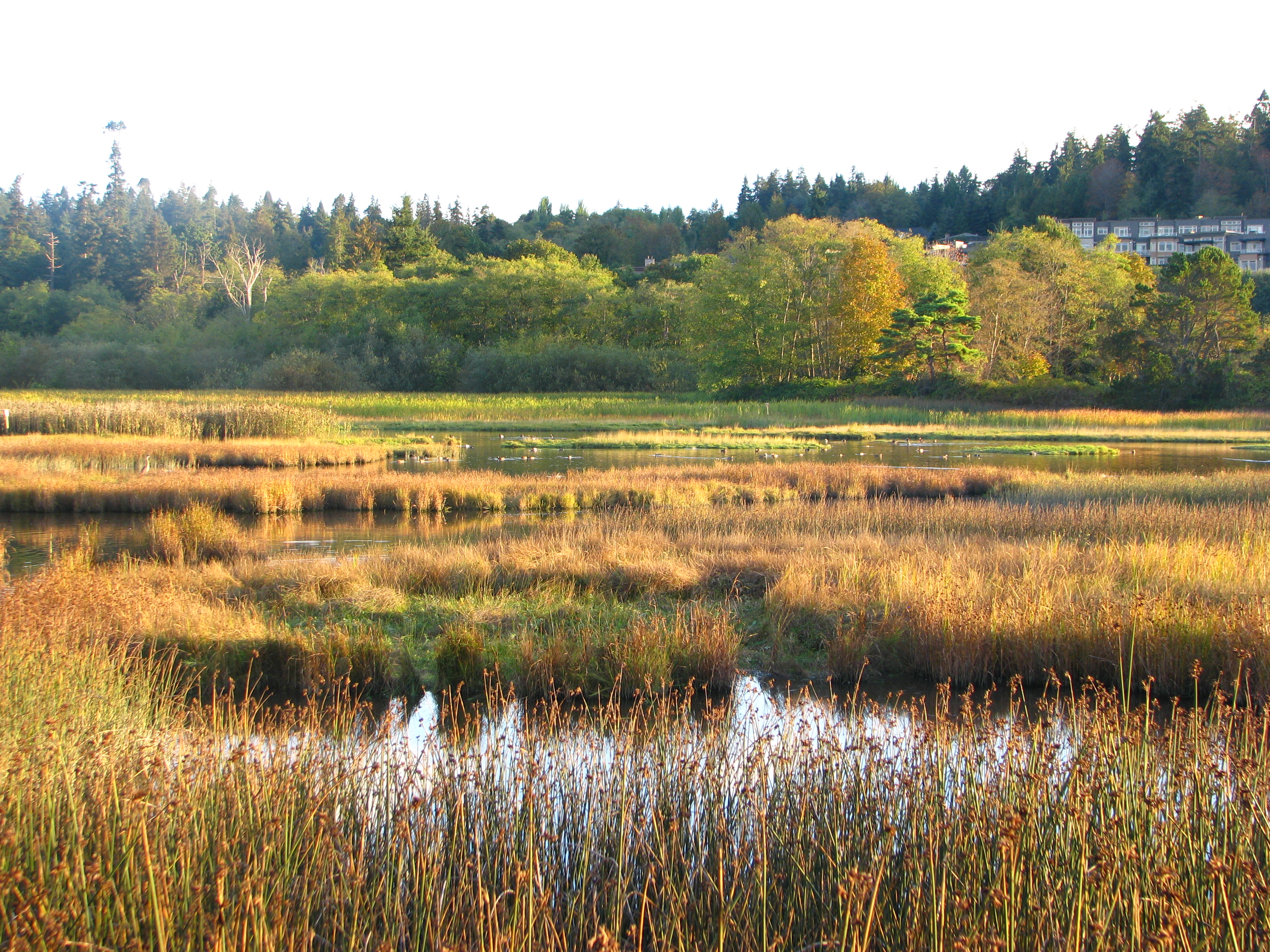 How a swamp would look like if it gets implemented. Feets allways wet ...