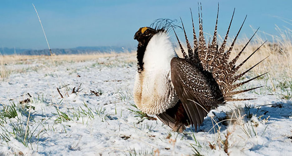 Greater Sage Grouse | Sierra Club