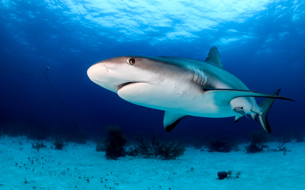 Electric Shark Boogaloo | Sierra Club