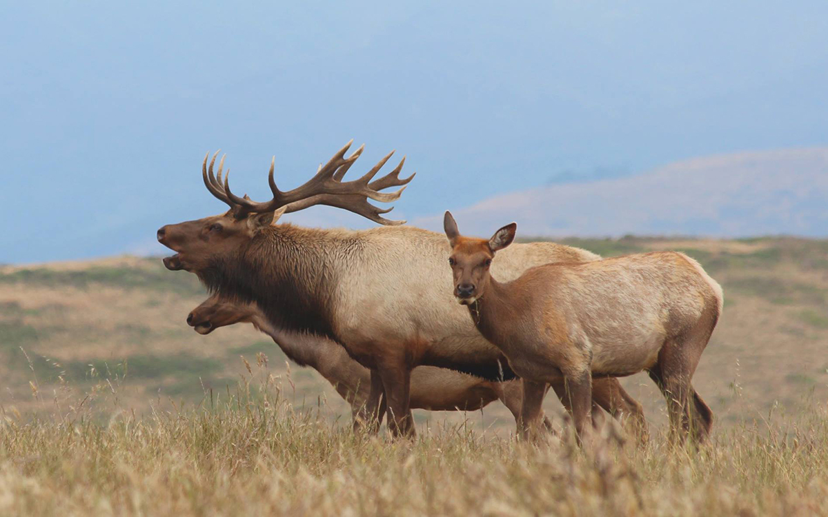 On the California Coast, It’s Cattle Versus Elk | Sierra Club