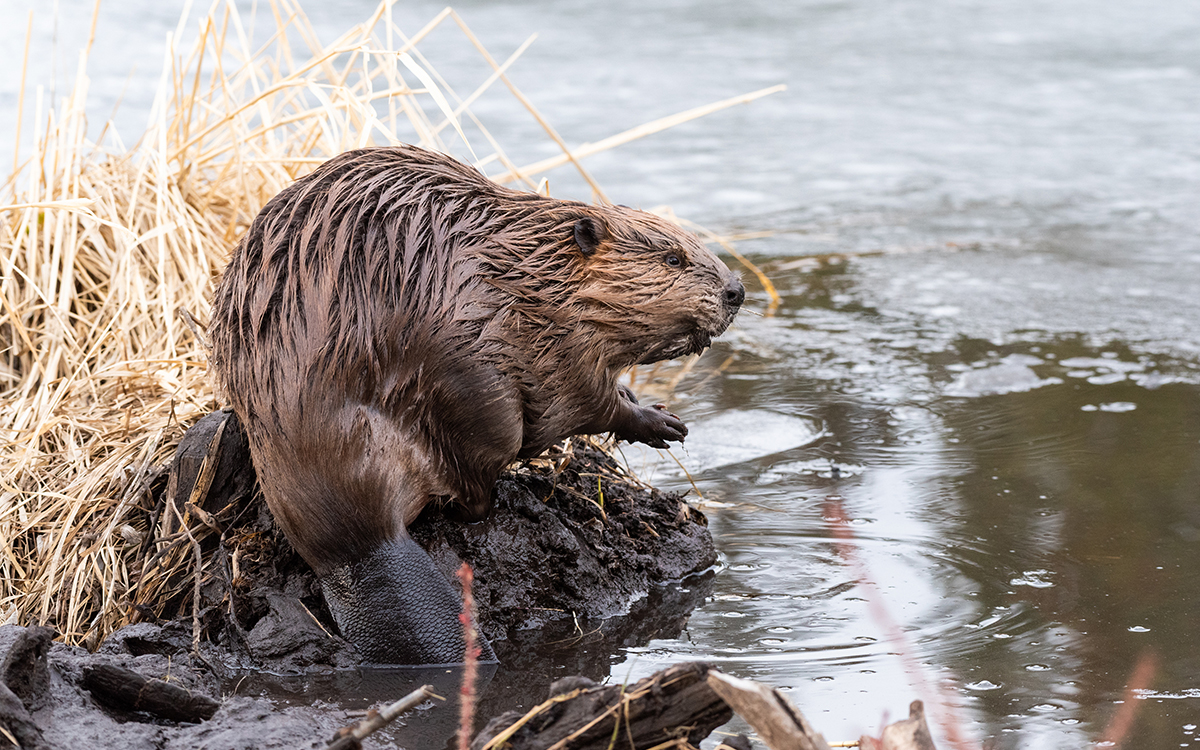 We Don't Deserve Beavers | Sierra Club