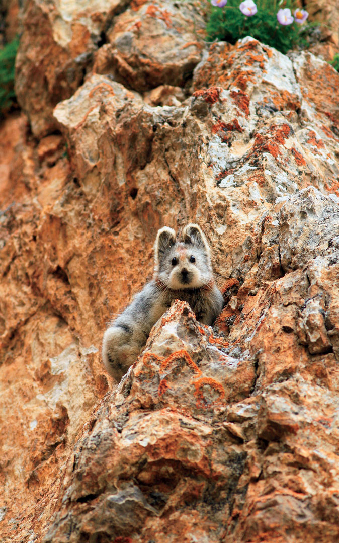 Too Cute to Survive? | Sierra Club