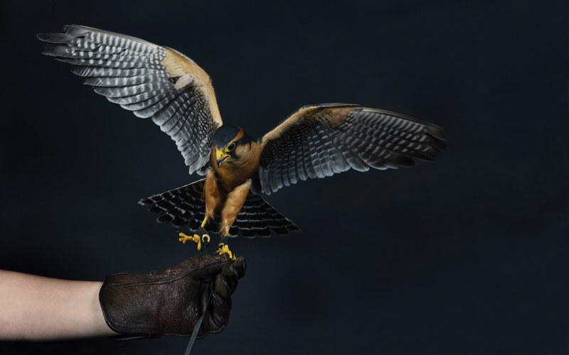 Up Close and Personal With Birds of Prey | Sierra Club