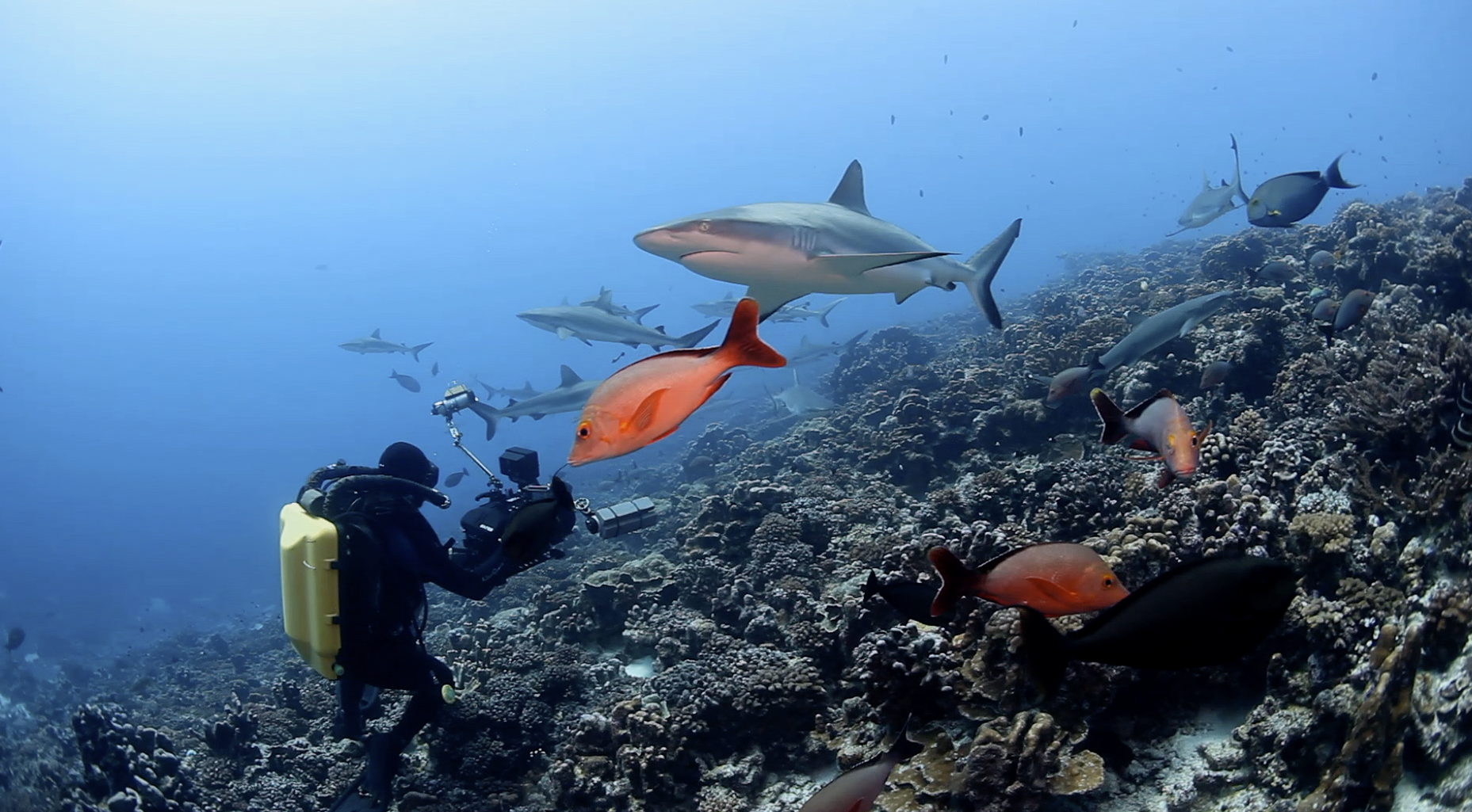Sharks Take a Bite | Sierra Club